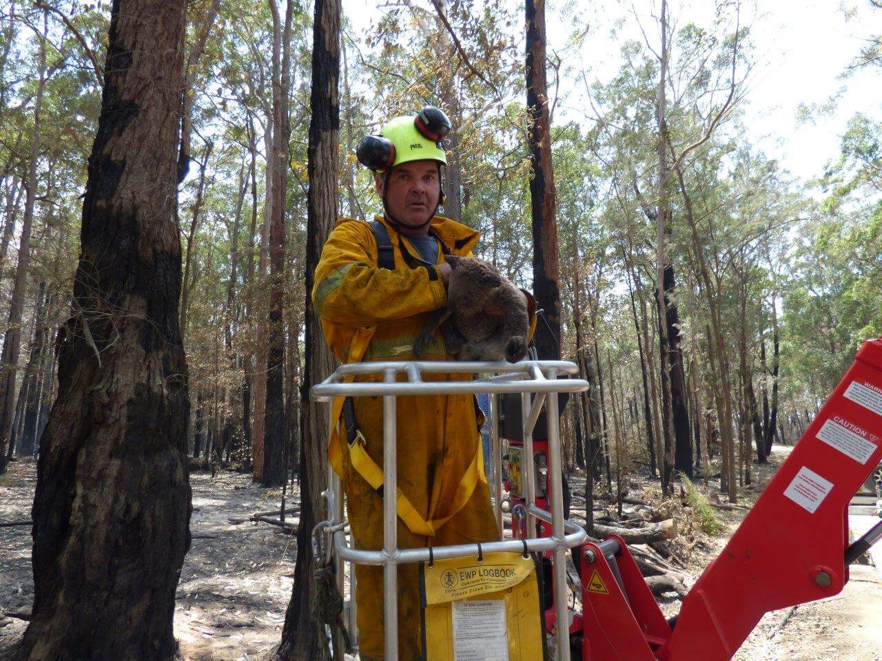 How spiders are helping to save koalas from bush fires